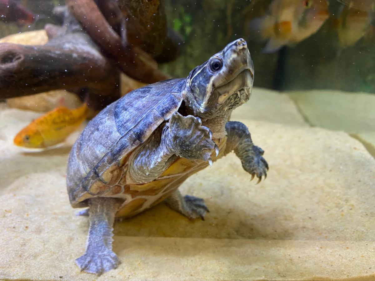 Keeping Musk Turtles - Somefin Fishy