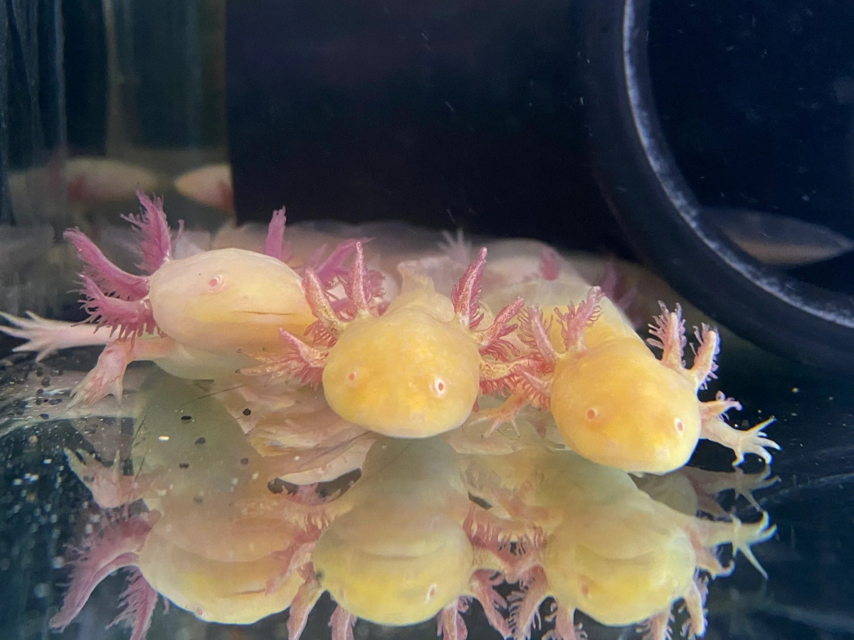 Looking at keeping Axolotls - Somefin Fishy