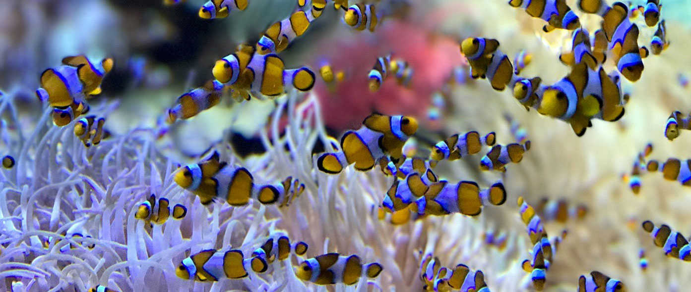 About - Somefin Fishy